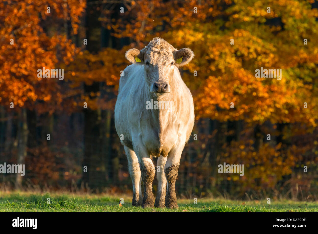 German Angus Cattle, domestic cattle (Bos primigenius f. taurus), cow ...