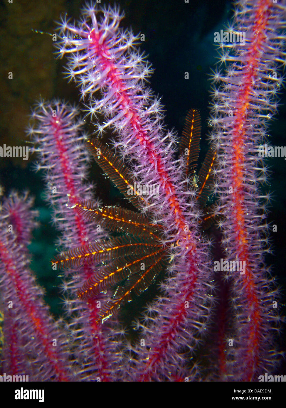 single coral at the coral reef, Egypt, Red Sea Stock Photo - Alamy
