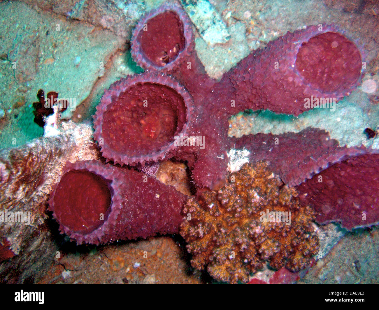 redbeard sponge (Reniera cinerea, Halichlna cinerea), at the coral reef ...