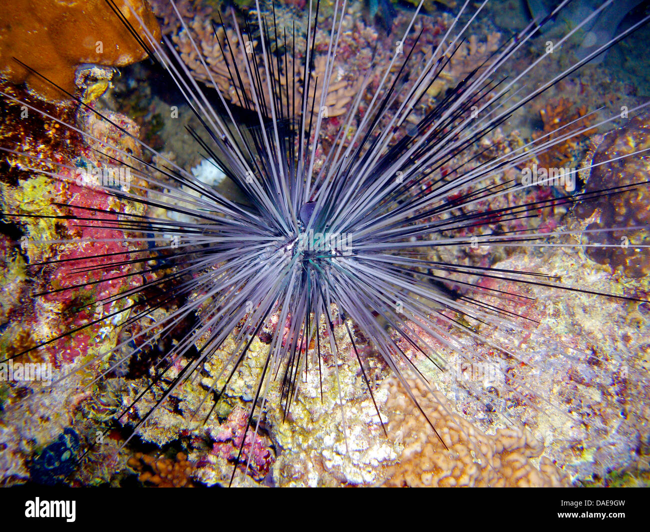 hatpin urchins (Diadematidae), Egypt, Red Sea Stock Photo - Alamy
