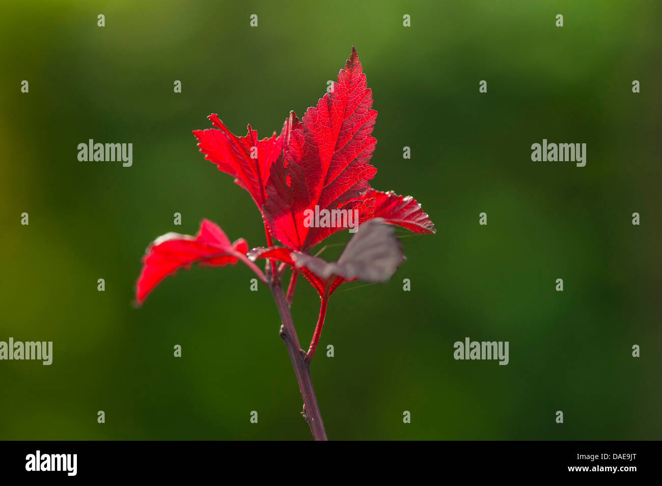 eastern ninebark (Physocarpus opulifolius), autumn leaves in backlight ...