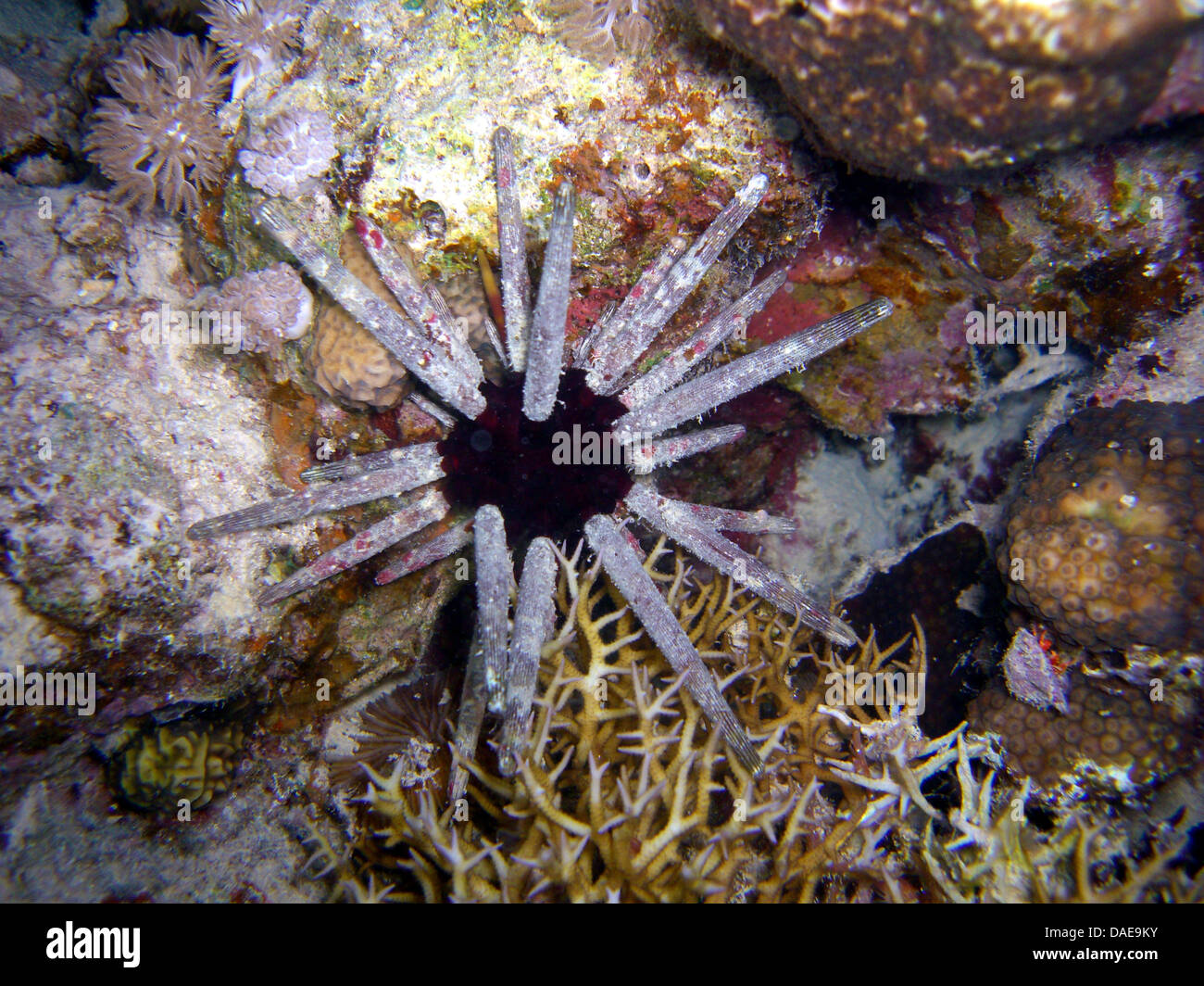 Lance urchin (Phyllacanthus imperialis, Rhabdocidaris imperialis ...