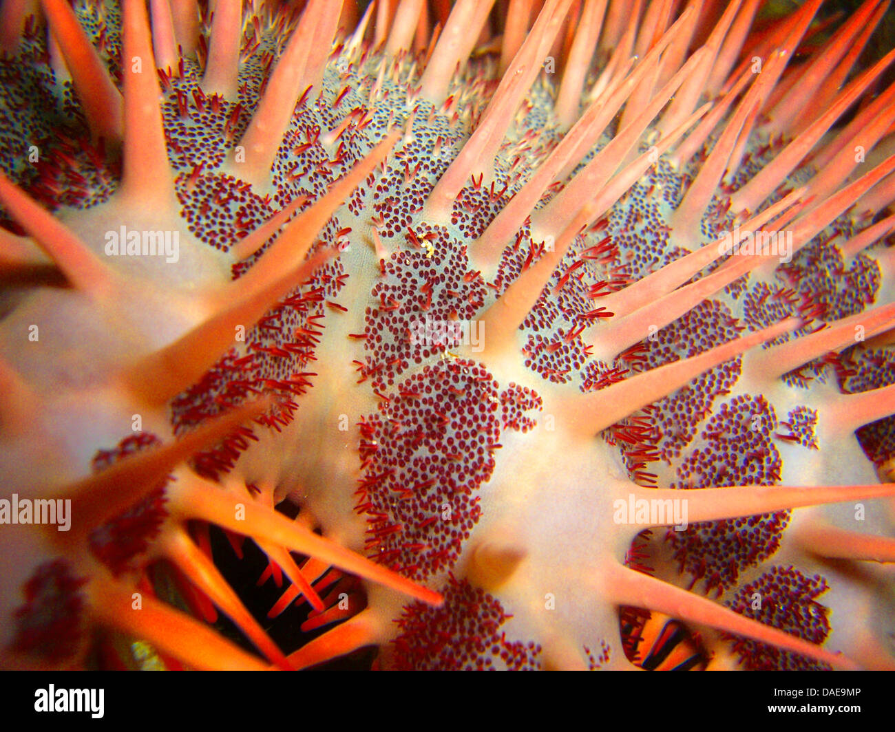 Crown Of Thorns Starfish Sting