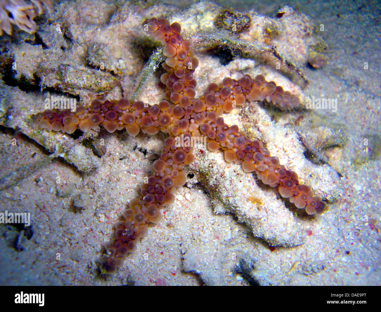 Warty starfish, Warty sea star (Echinaster callosus), at the sea bottom ...