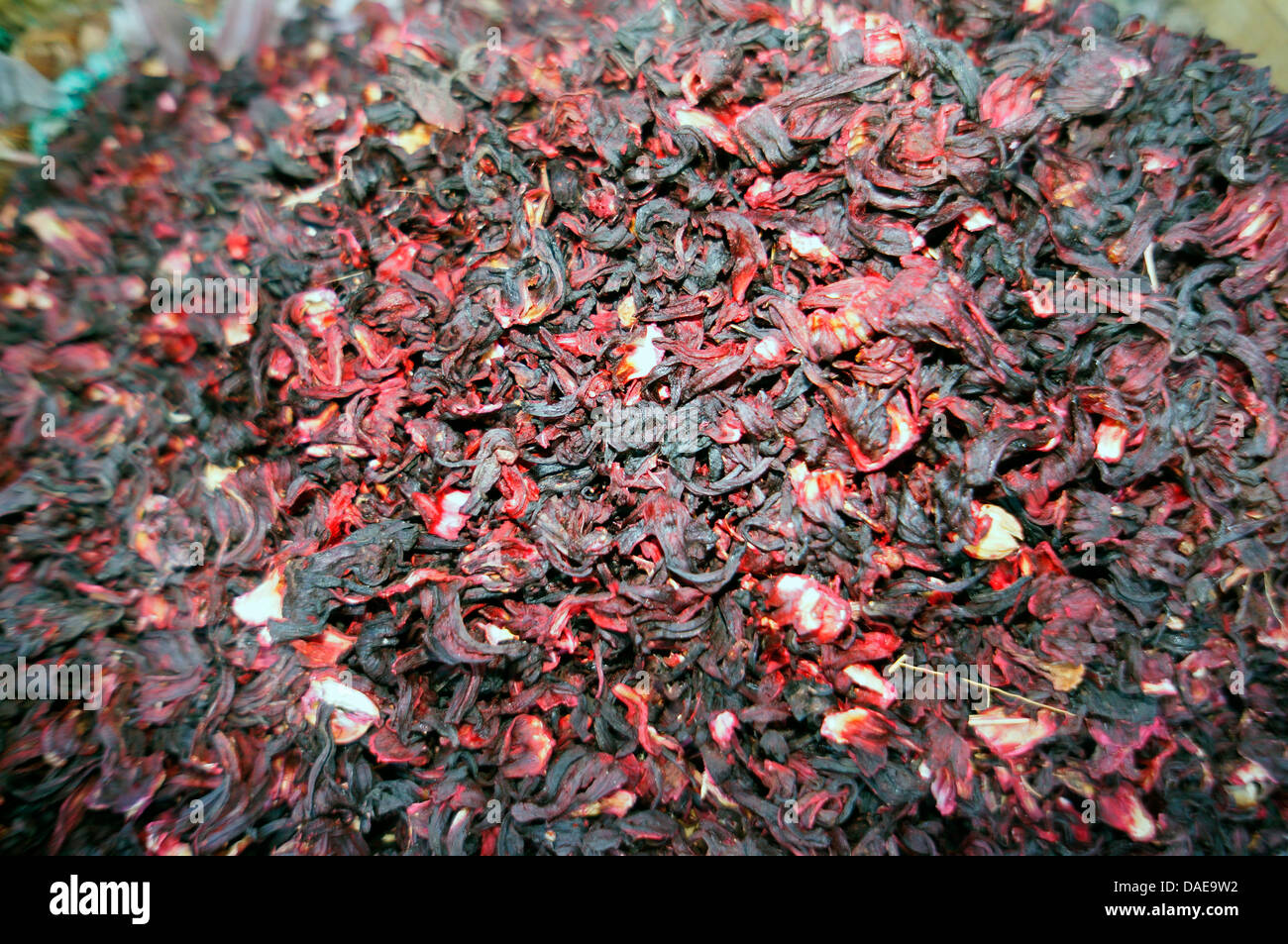 Roselle, Red Sorrel, Jamaica Sorrel, Florida cranberry, Indian sorrel ...