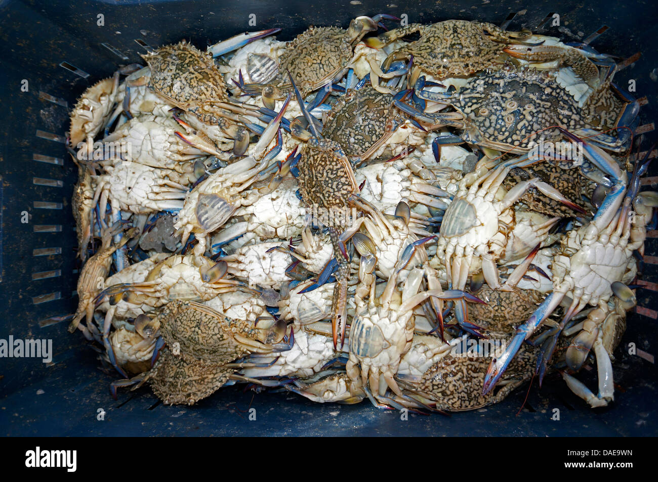 view into a box full of crabs at the fish market, Egypt, Hurghada Stock ...