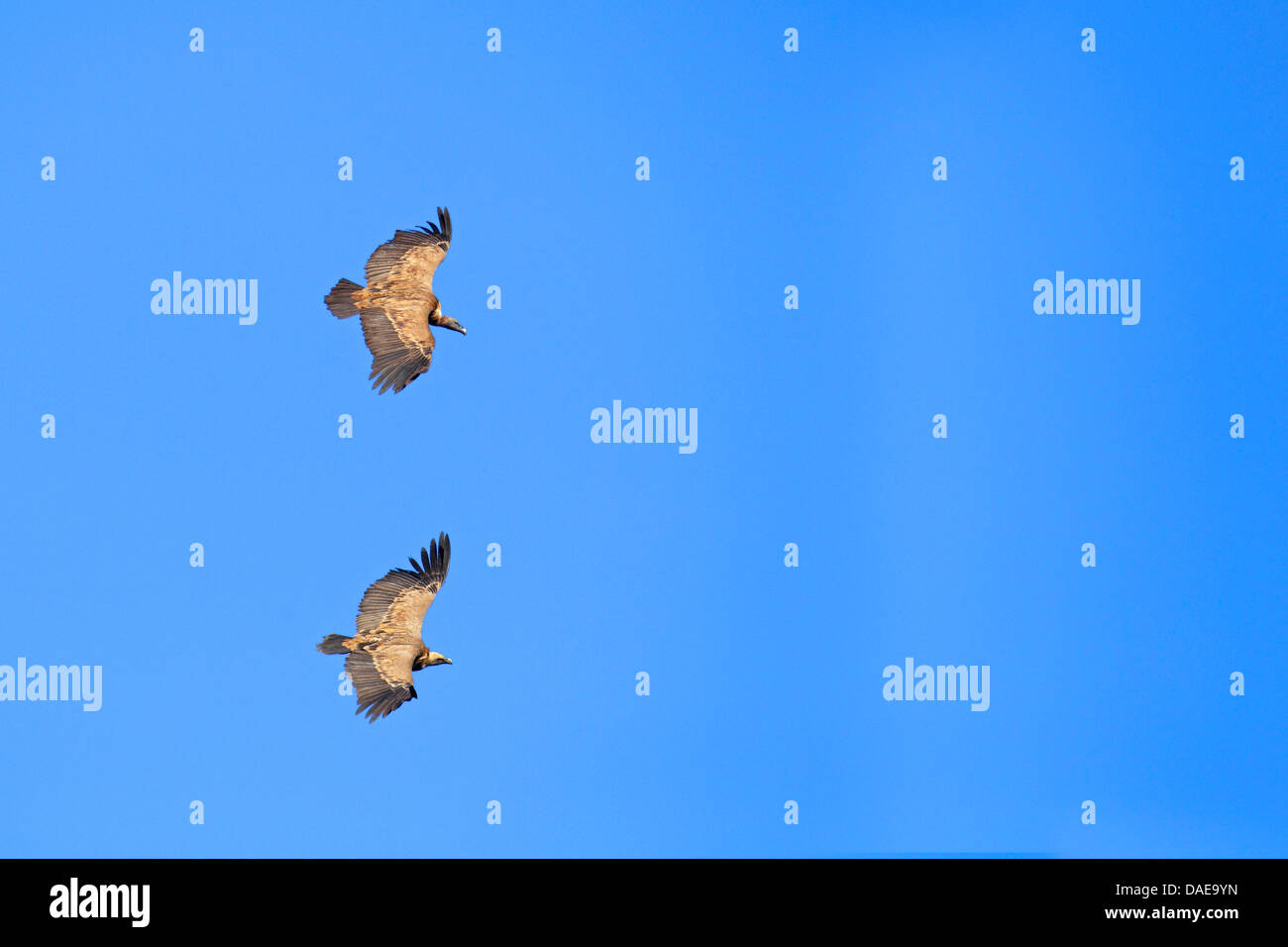 Vulture flying high in the sky hi-res stock photography and images - Alamy