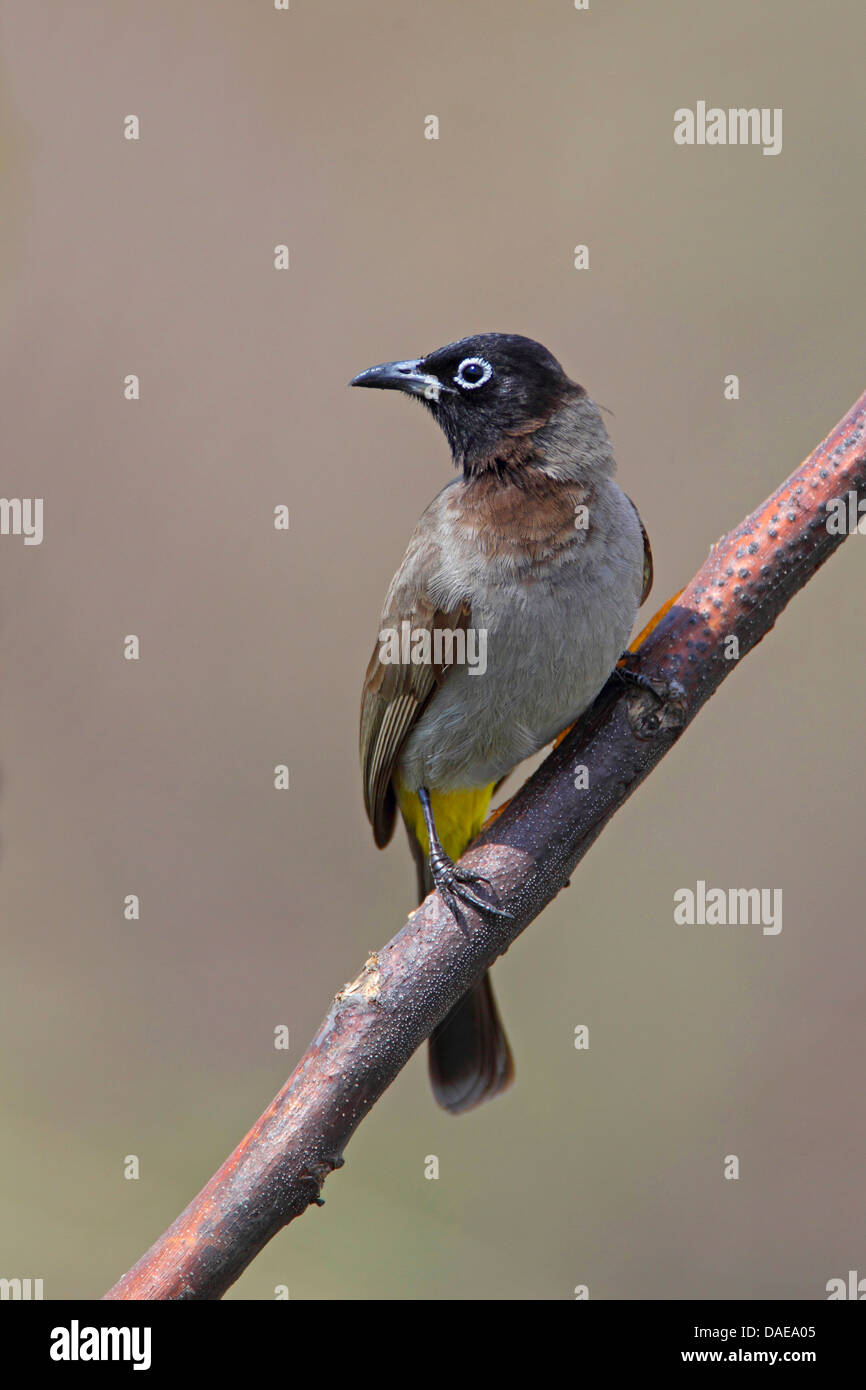 yellow-vented bulbul (Pycnonotus xanthopygos), sitting on a branch ...