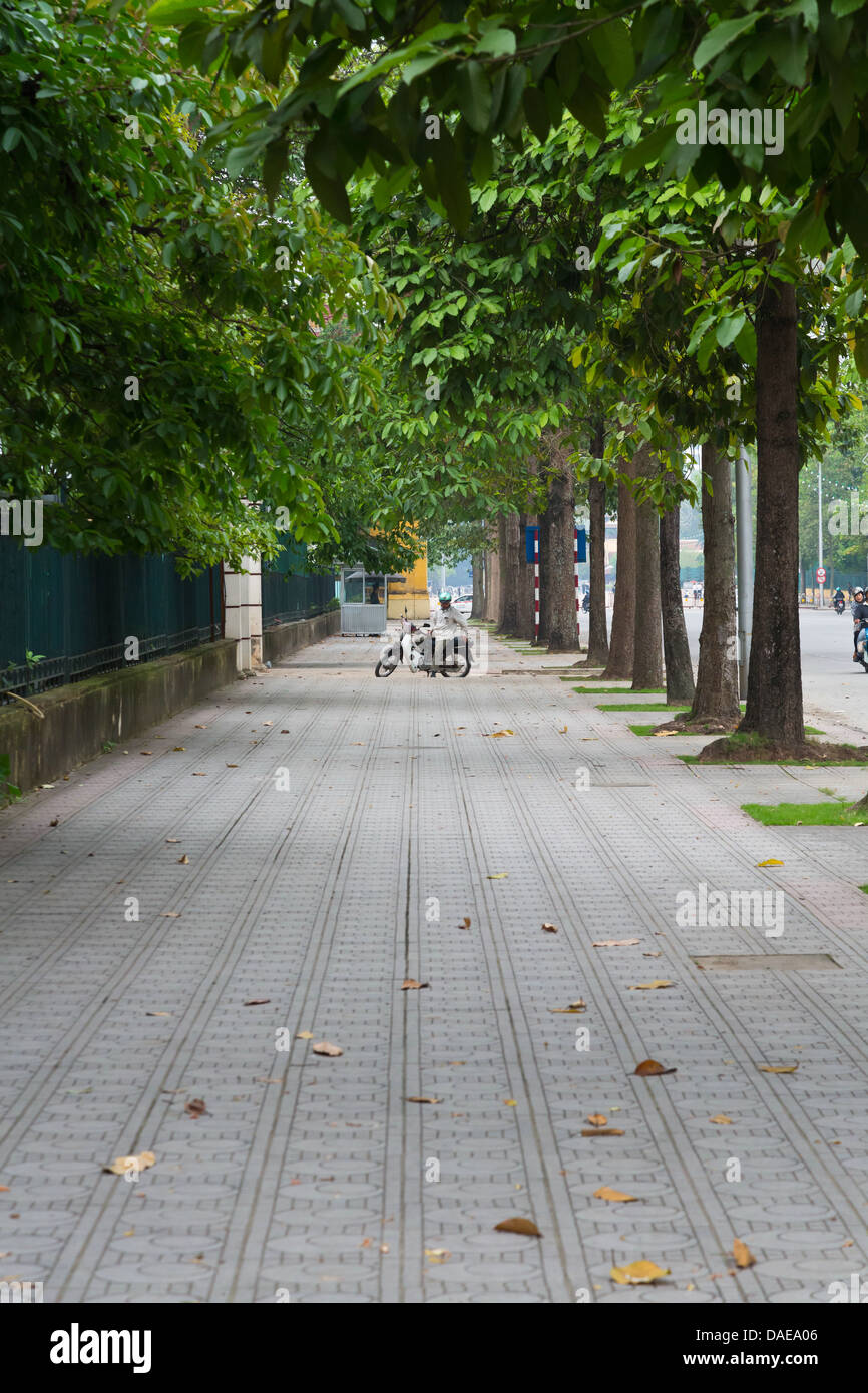 Tree lined boulevard hi-res stock photography and images - Alamy