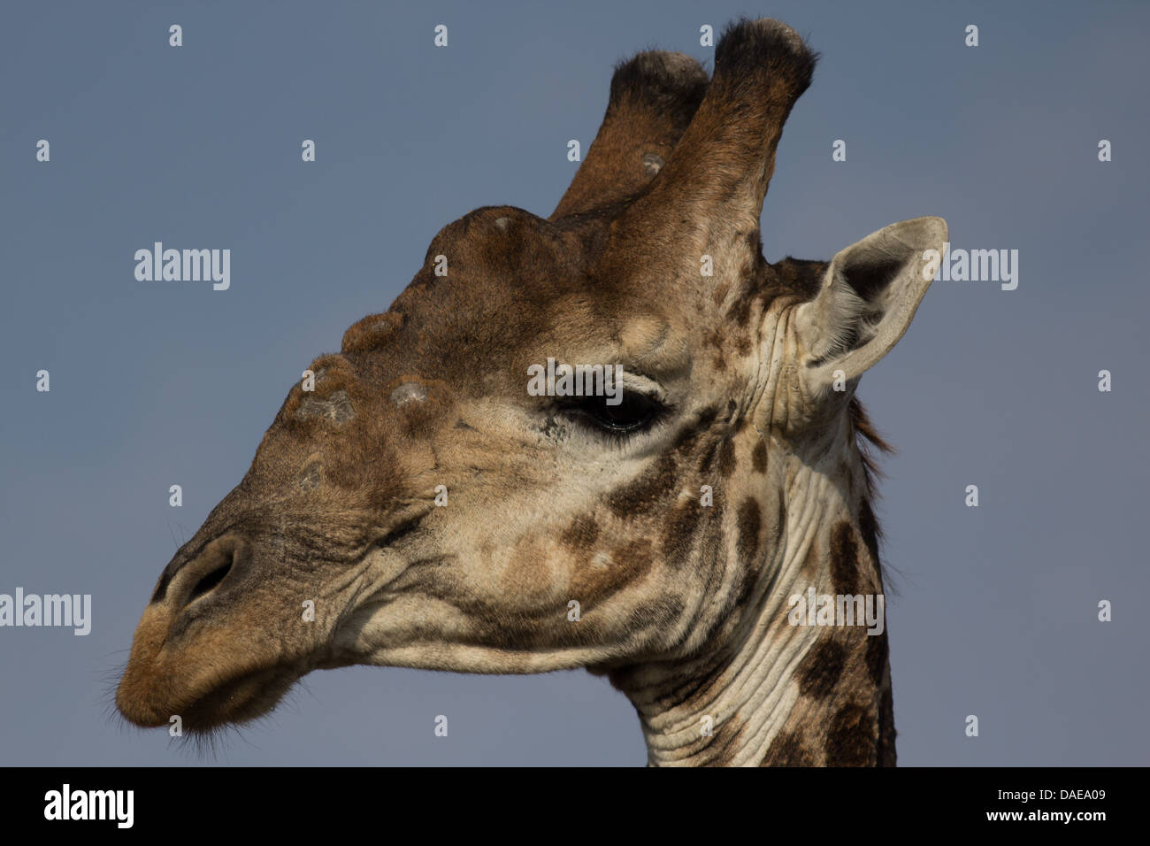Giraffe side by side hi-res stock photography and images - Alamy