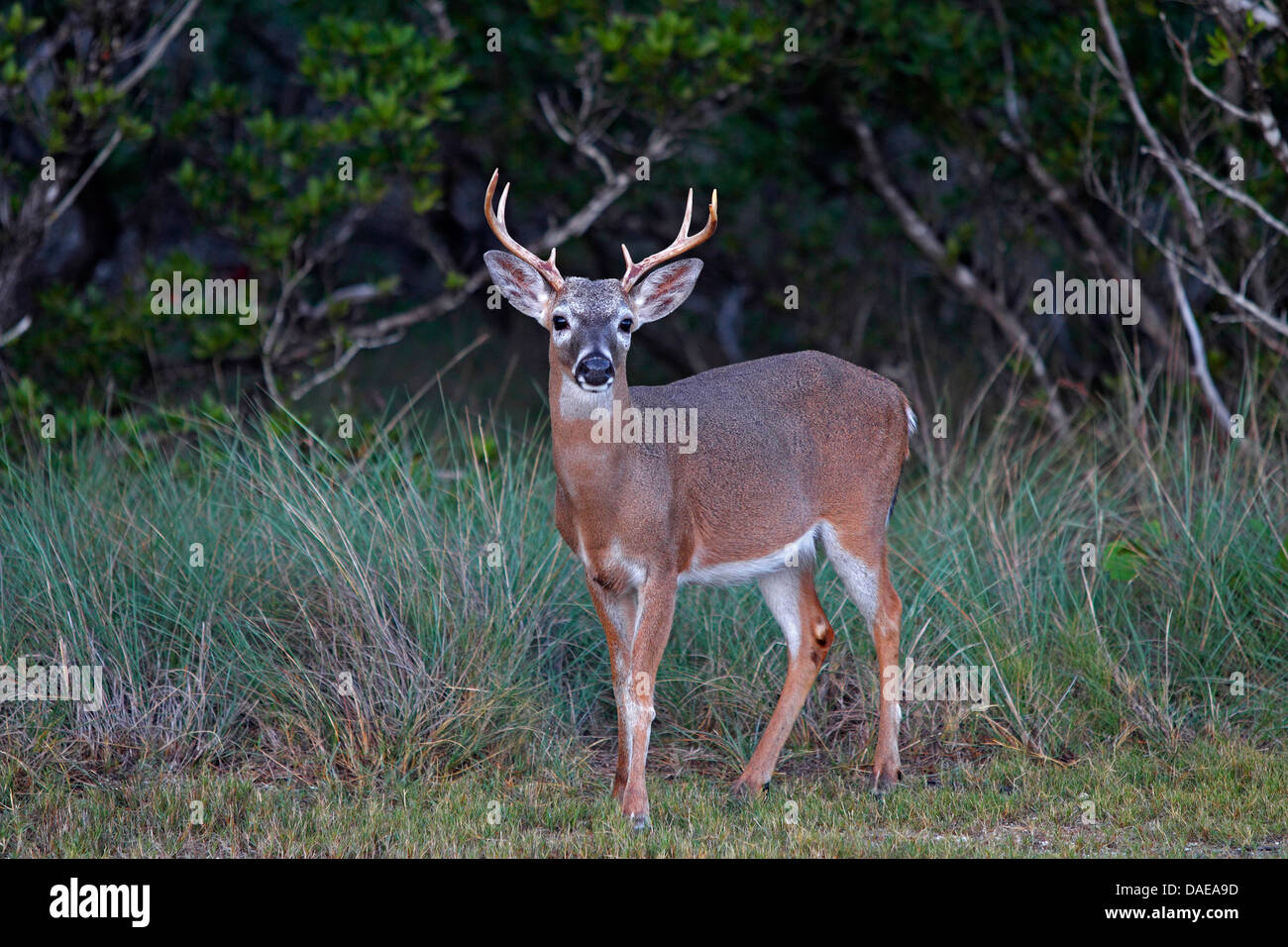Key deer (Odocoileus virginianus clavium), stag standing at the edge of ...