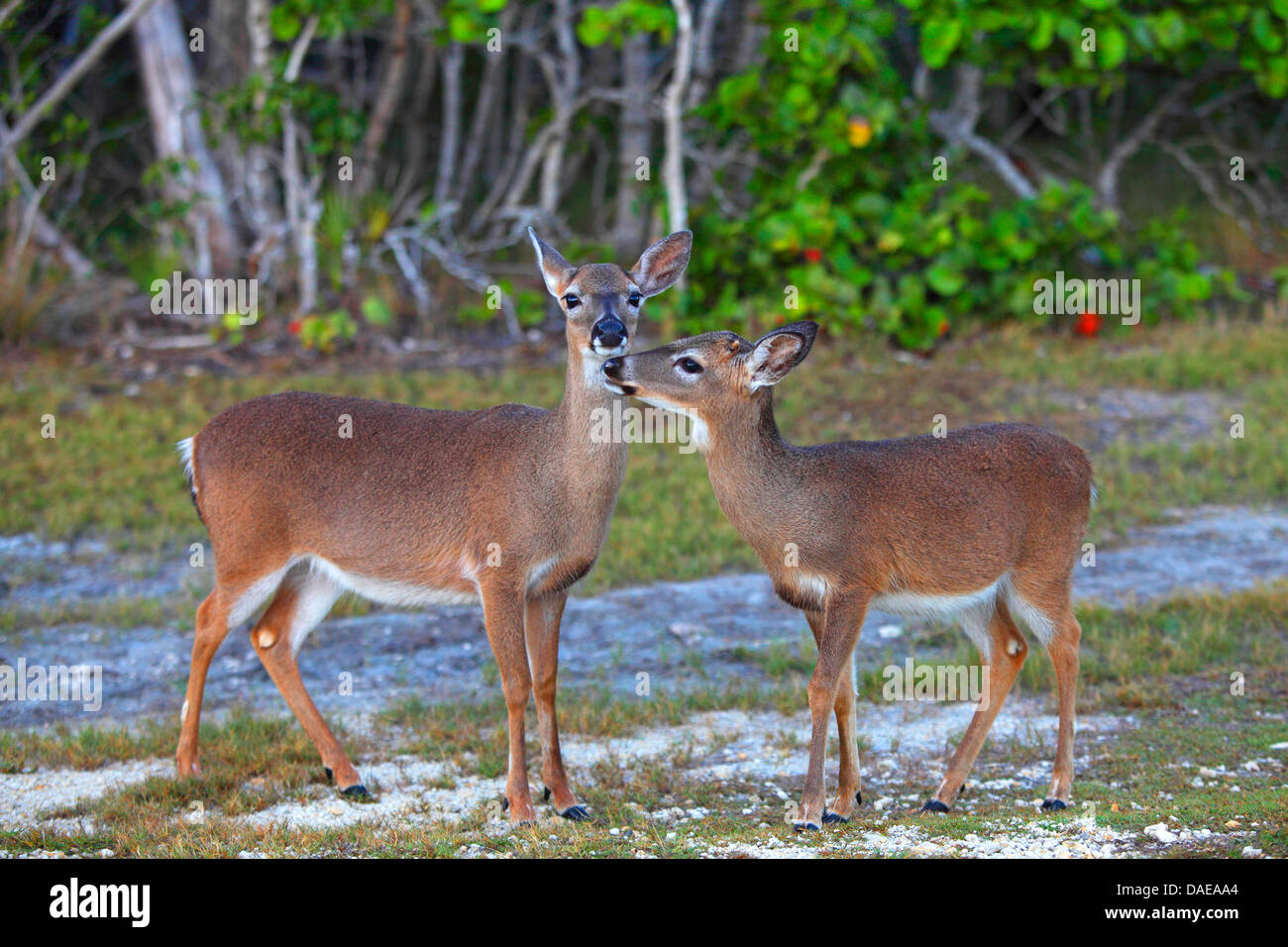 Key deer (Odocoileus virginianus clavium), hind with fawn standing at ...
