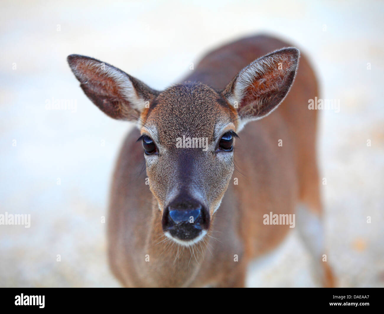Key deer (Odocoileus virginianus clavium), female, portrait, USA ...