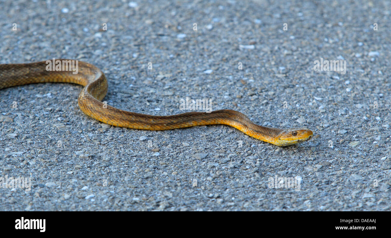 Brown Water Snake (Nerodia taxispilota), creeping on the ground, USA ...