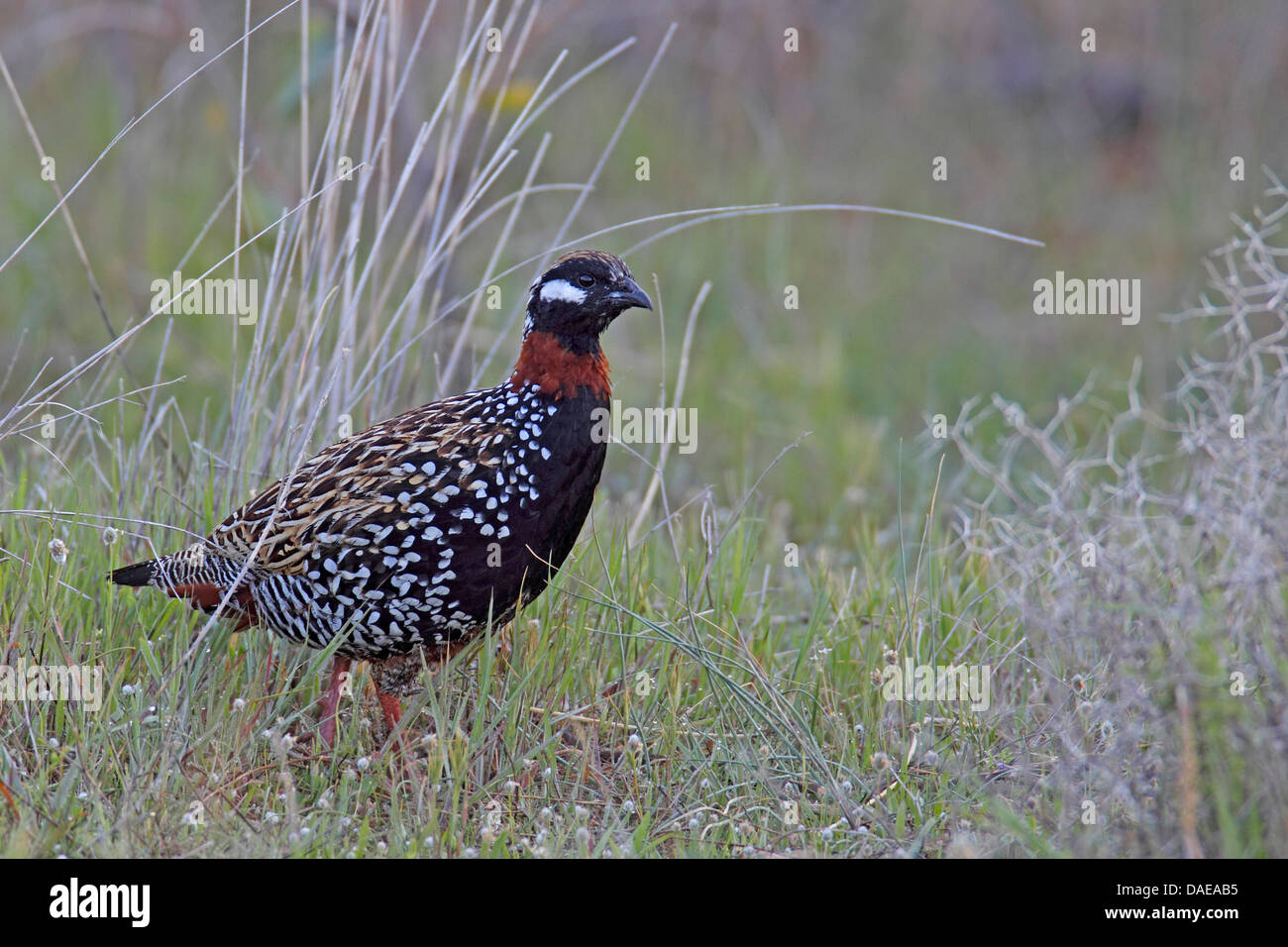 black partridge (Francolinus francolinus), male , Turkey, Birecik Stock ...