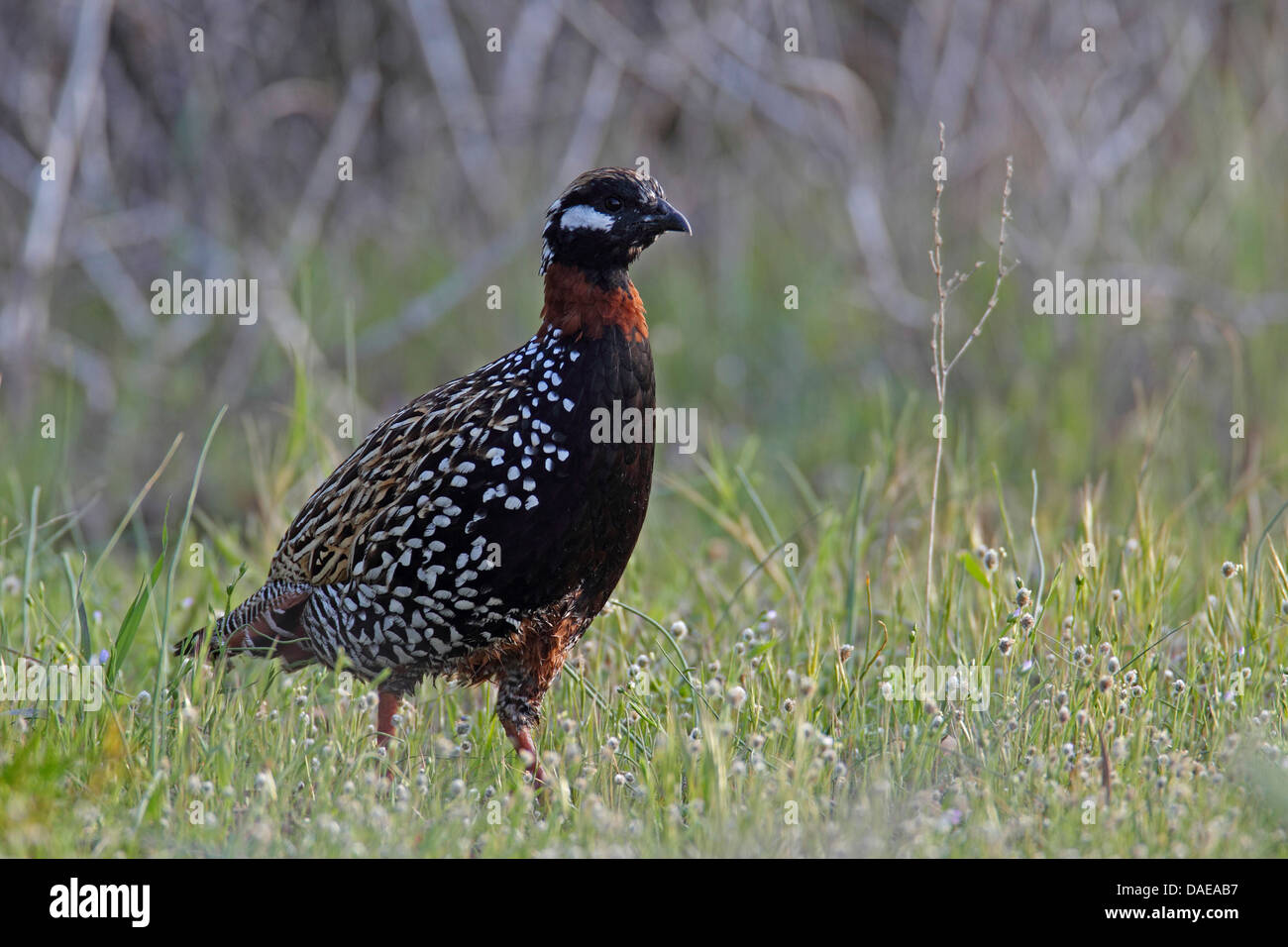 black partridge (Francolinus francolinus), male , Turkey, Birecik Stock ...