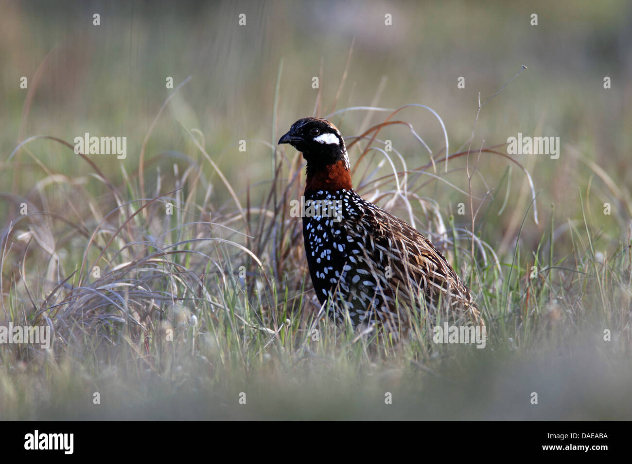 black partridge (Francolinus francolinus), male , Turkey, Birecik Stock ...