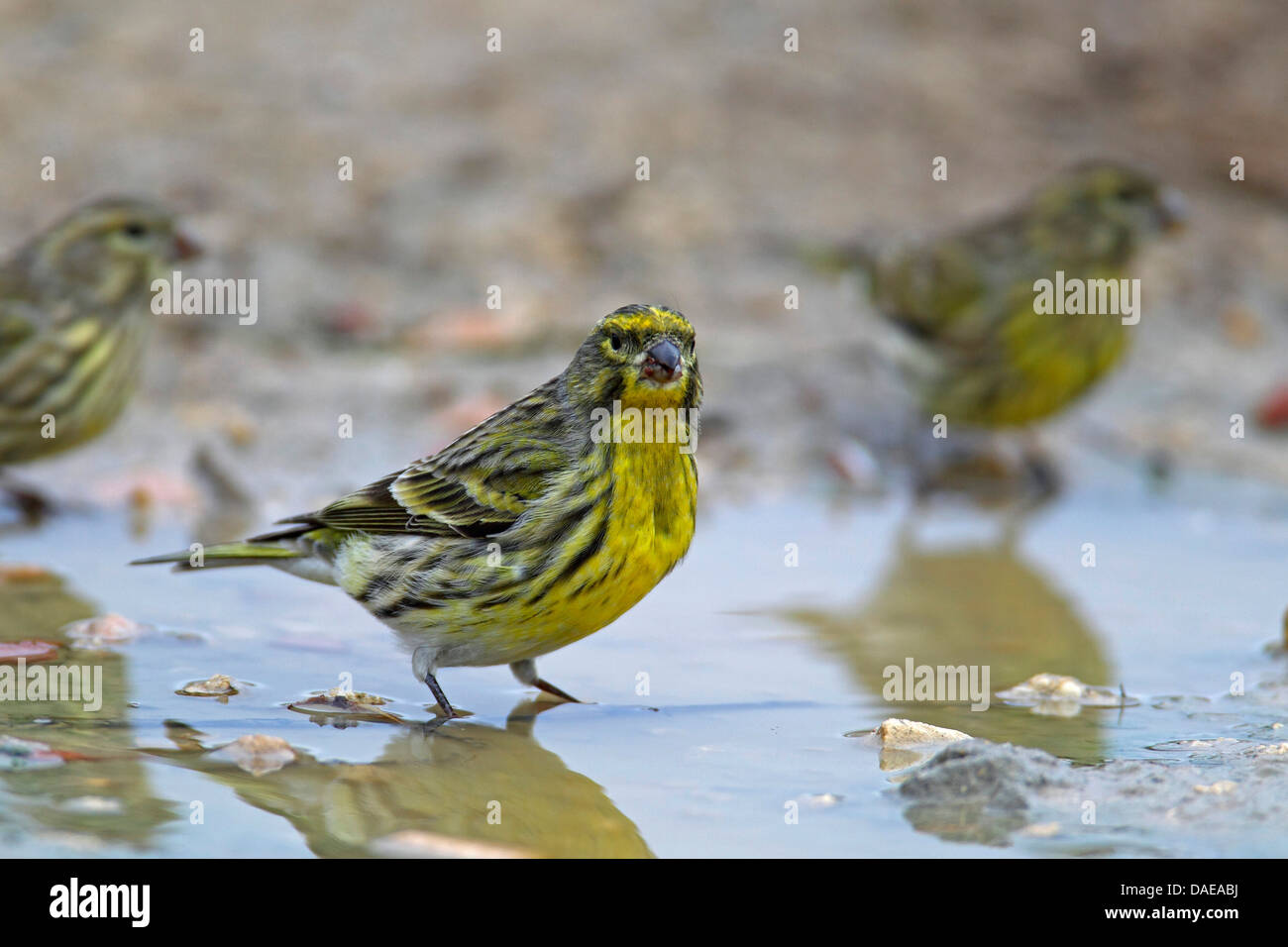 European serin (Serinus serinus), male at a water hole, Spain ...