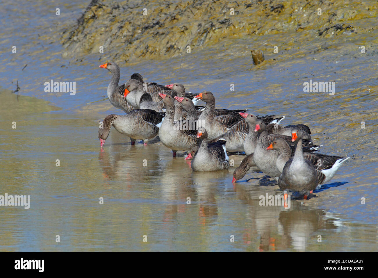 greylag goose (Anser anser), group drinking at the lakeshore, Spain, Andalusia Stock Photo - Alamy