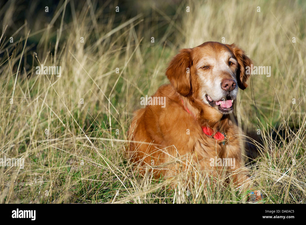 American golden retriever hi-res stock photography and images - Alamy