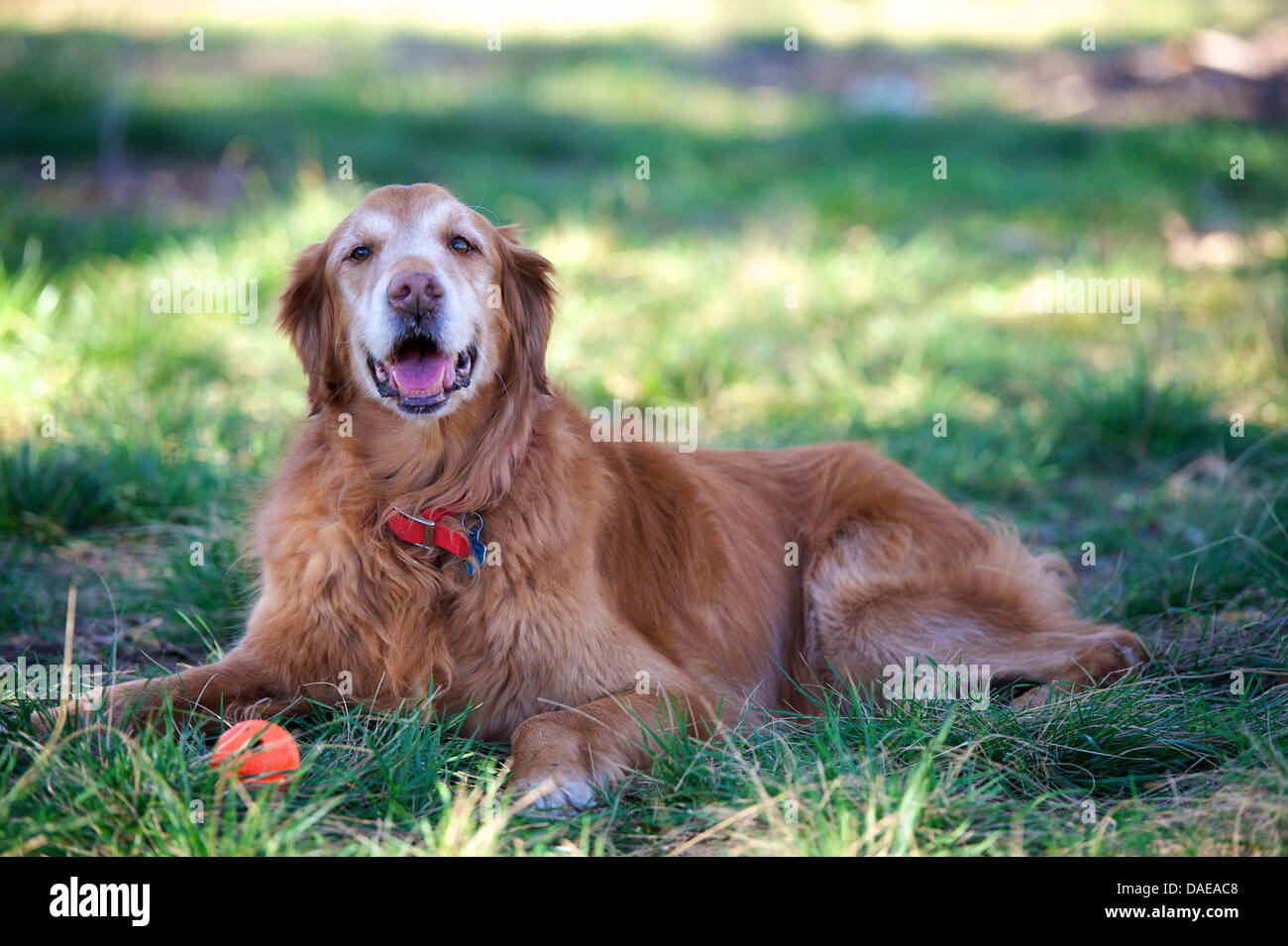 American Golden Retriever