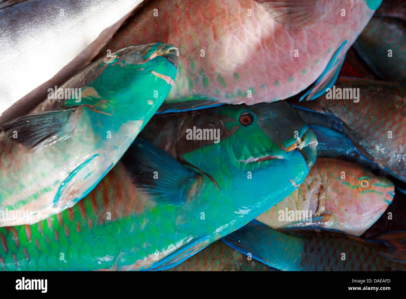 parrotfishes (Scaridae, Callyodontidae), on display at the fish market ...