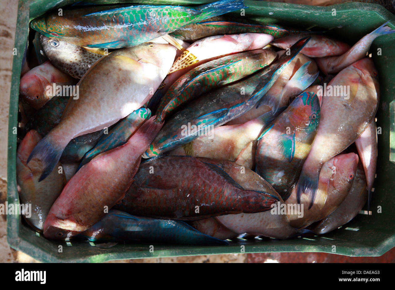 parrotfishes (Scaridae, Callyodontidae), in a box at the fish market ...