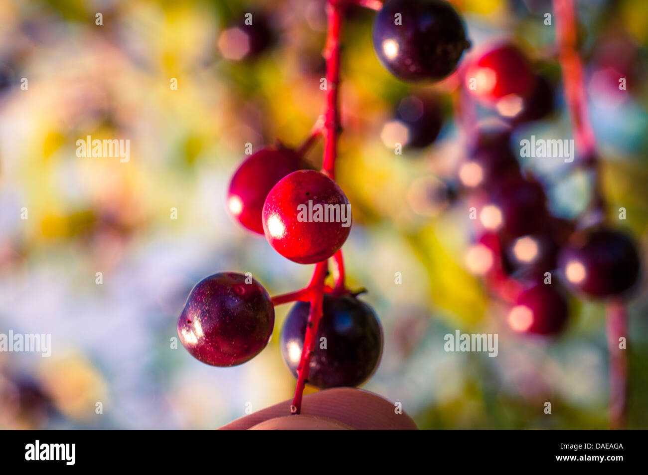 An image of aronia fruits Stock Photo - Alamy