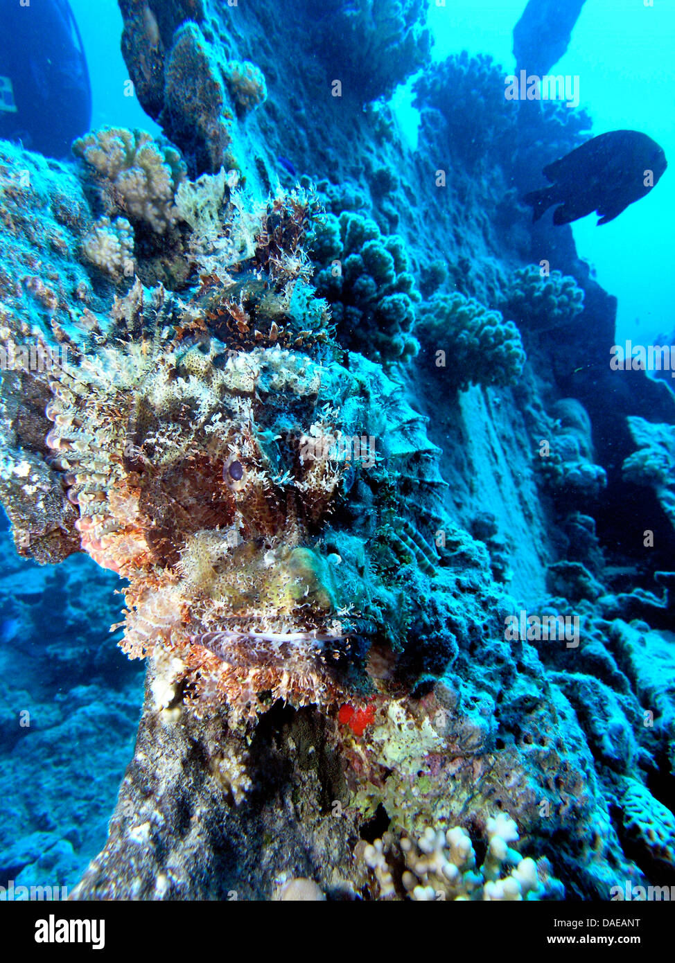 tassled scorpionfish, smallscale scorpionfish, flathead scorpionfish ...