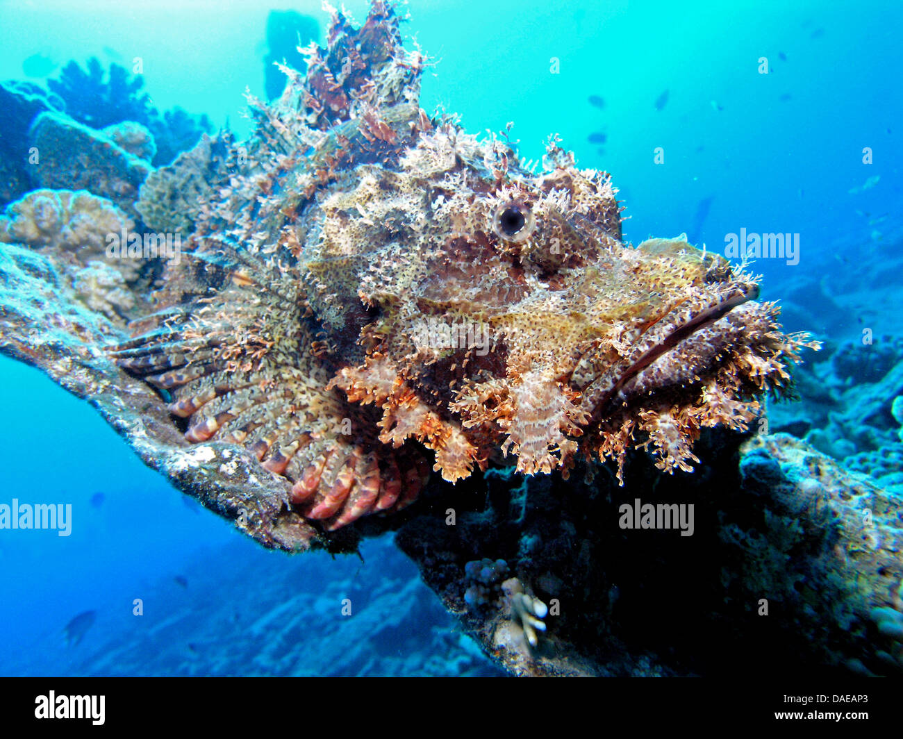 tassled scorpionfish, smallscale scorpionfish, flathead scorpionfish ...