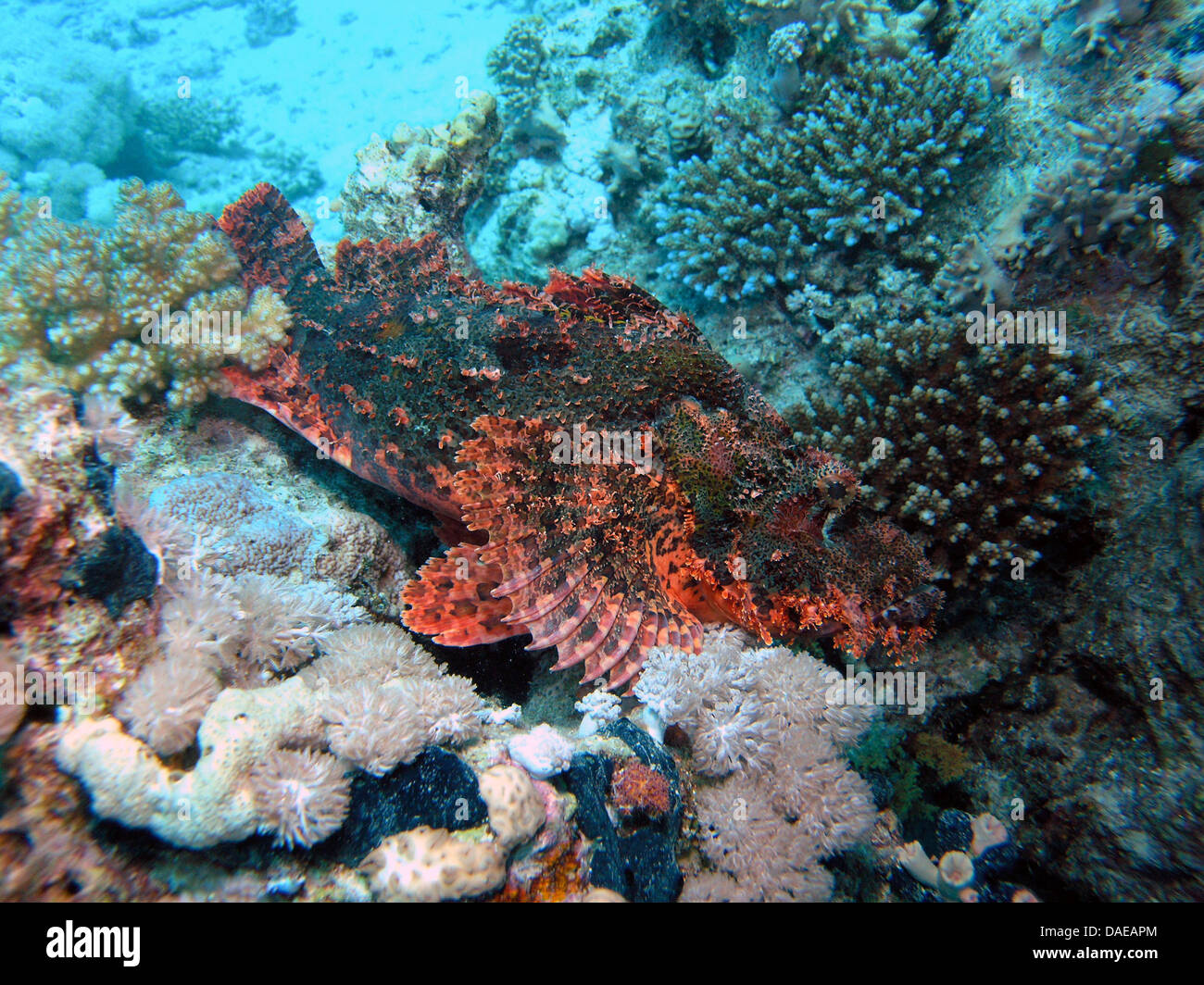 tassled scorpionfish, smallscale scorpionfish, flathead scorpionfish ...