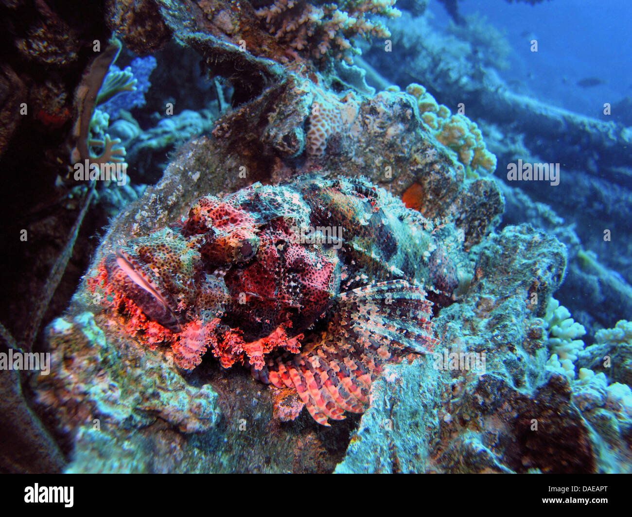 tassled scorpionfish, smallscale scorpionfish, flathead scorpionfish ...