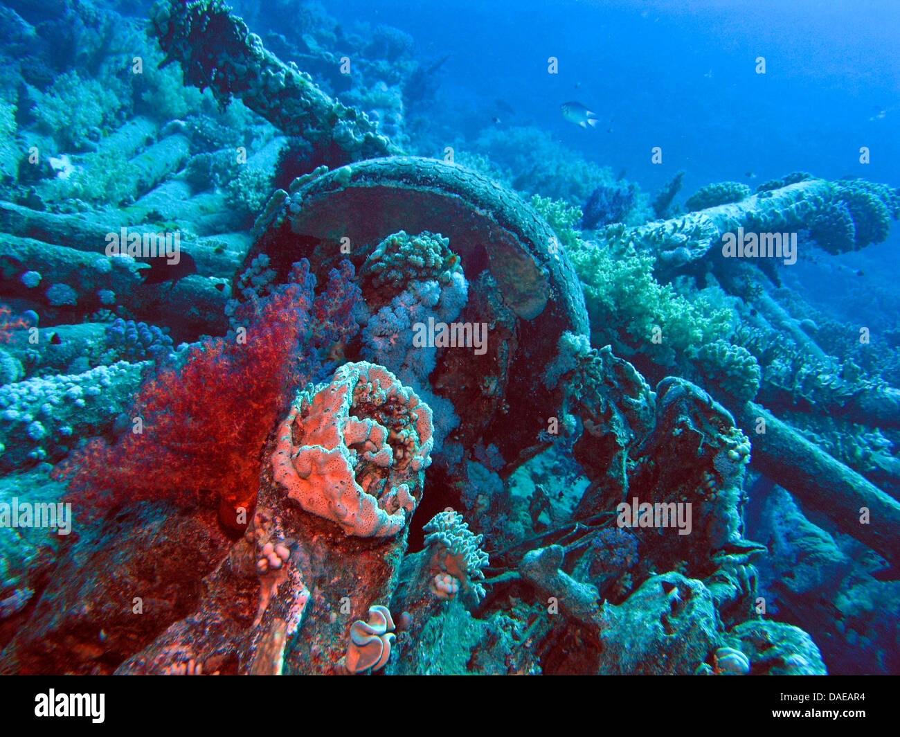 car tyre looming out of an old ship wreck at the sea bottom, Egypt, Red ...