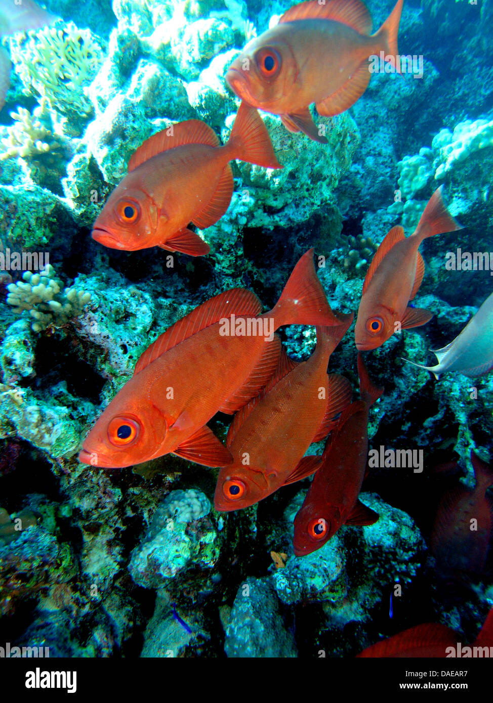 lunar-tailed bullseye, crescent-tail bigeye, moontail bullseye ...