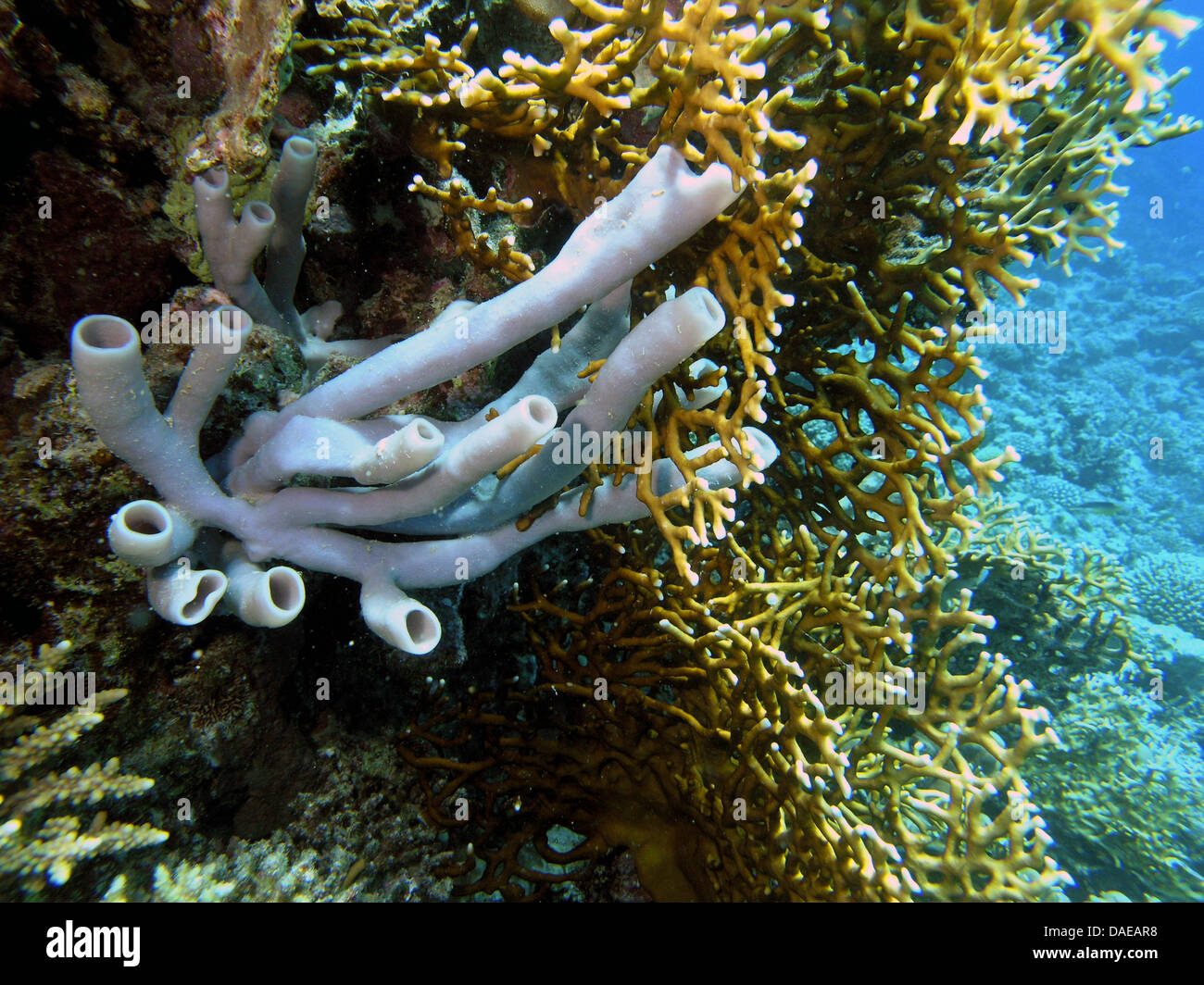 Colonial tube-sponge (Siphonochalina siphonella), at the coral reef ...