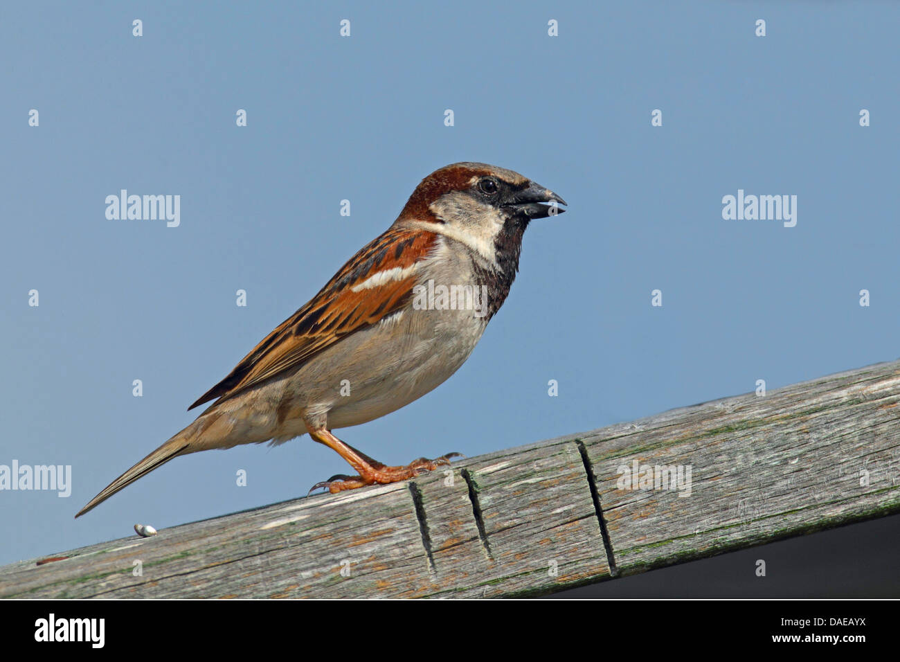 Sky Spanish Sparrow High Resolution Stock Photography and Images - Alamy