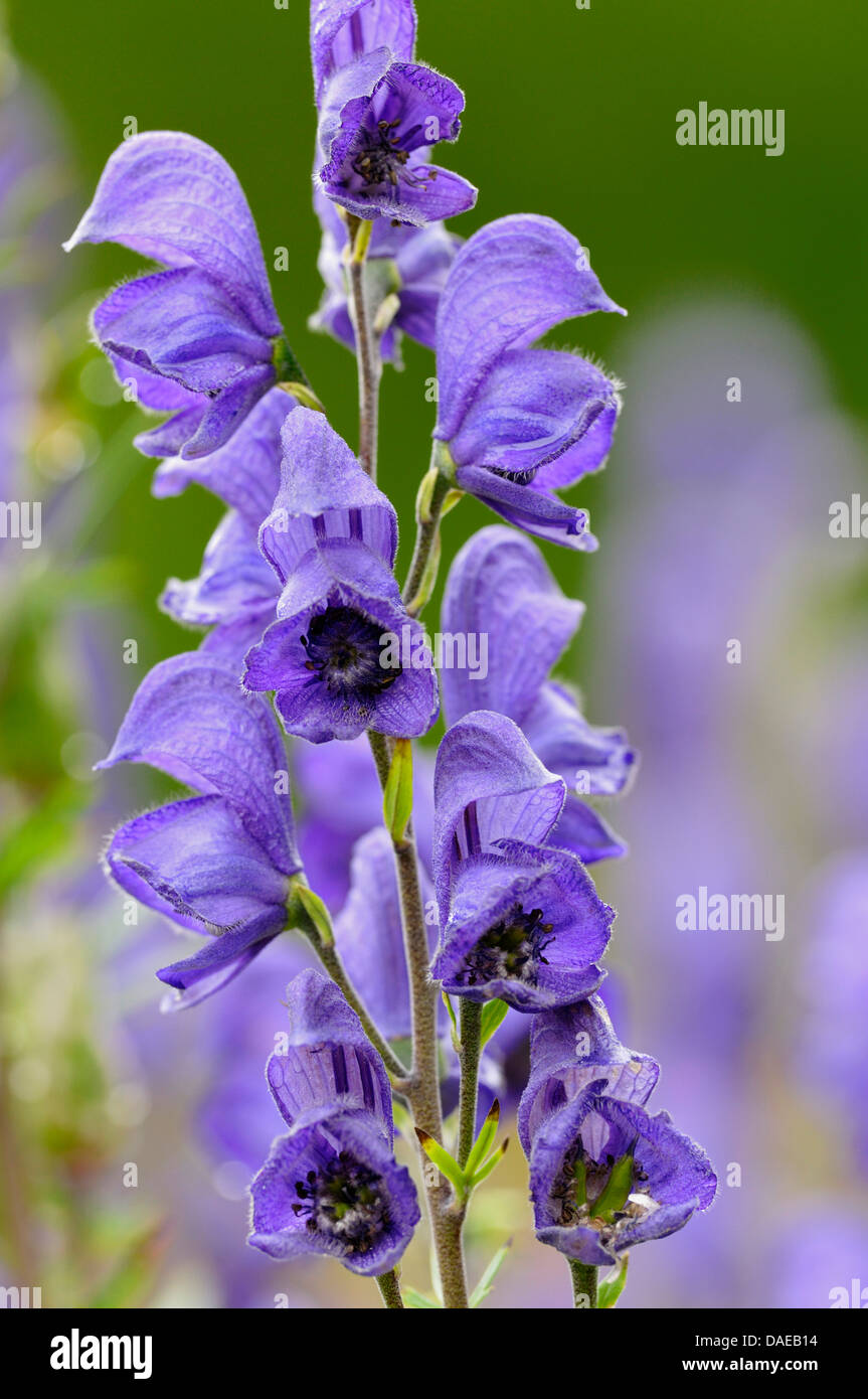 Aconitum Aconite High Resolution Stock Photography and Images - Alamy