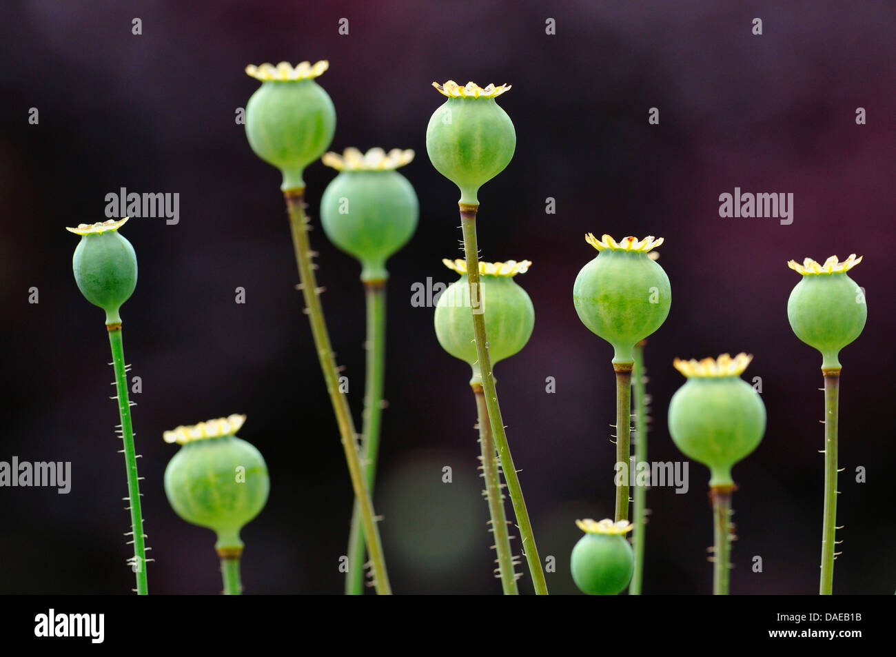 Seed vessels hi-res stock photography and images - Alamy