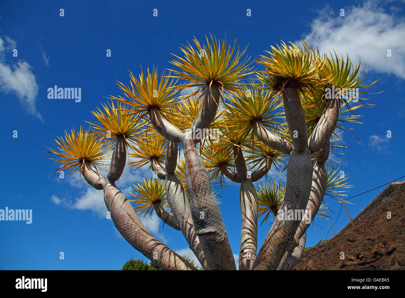 Tear Dragon's blood, Draegon Tree, Canary Islands Dragon Tree, Drago ...
