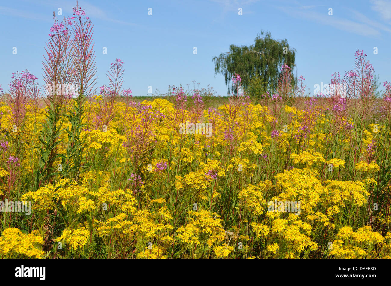 common ragwort, stinking willie, tansy ragwort, tansy ragwort (Senecio ...