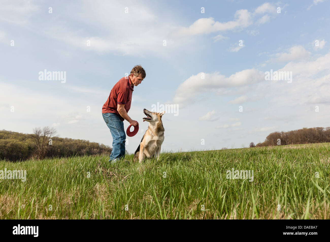 Man training alsatian dog with red frisbee Stock Photo - Alamy