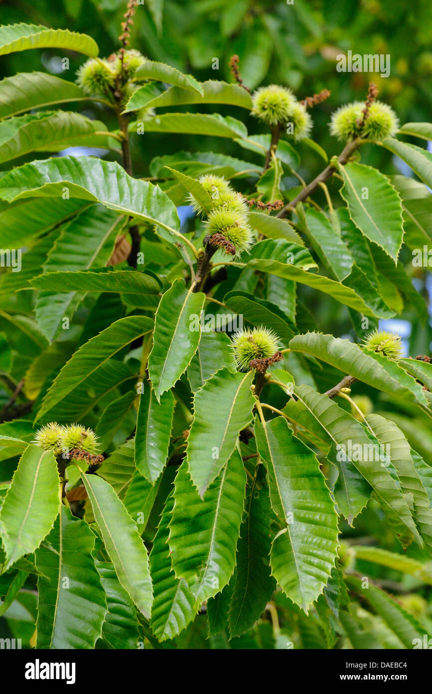 Botany fruit fruits plant plants chestnut chestnuts tree trees hi-res ...