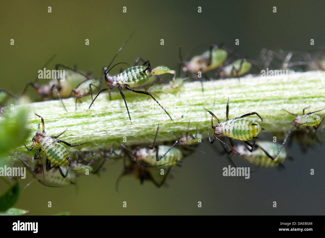 An image of macro of a bug Stock Photo - Alamy