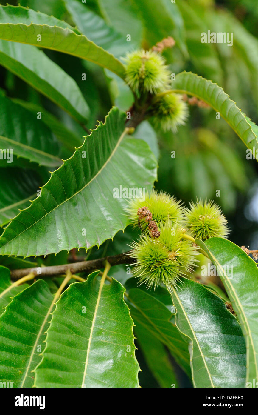 Spanish chestnut, sweet chestnut (Castanea sativa), fruits on a branch ...