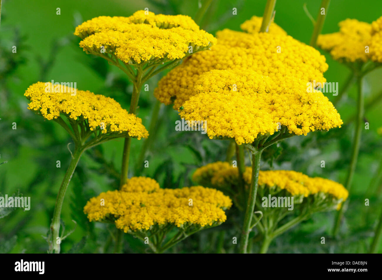 fern-leaf yarrow (Achillea filipendulina), blooming Stock Photo - Alamy