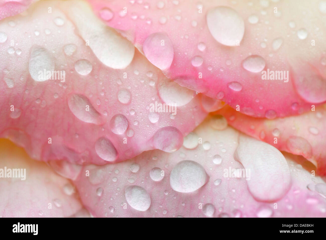 ornamental rose (Rosa spec.), rose petals with raindrops Stock Photo ...