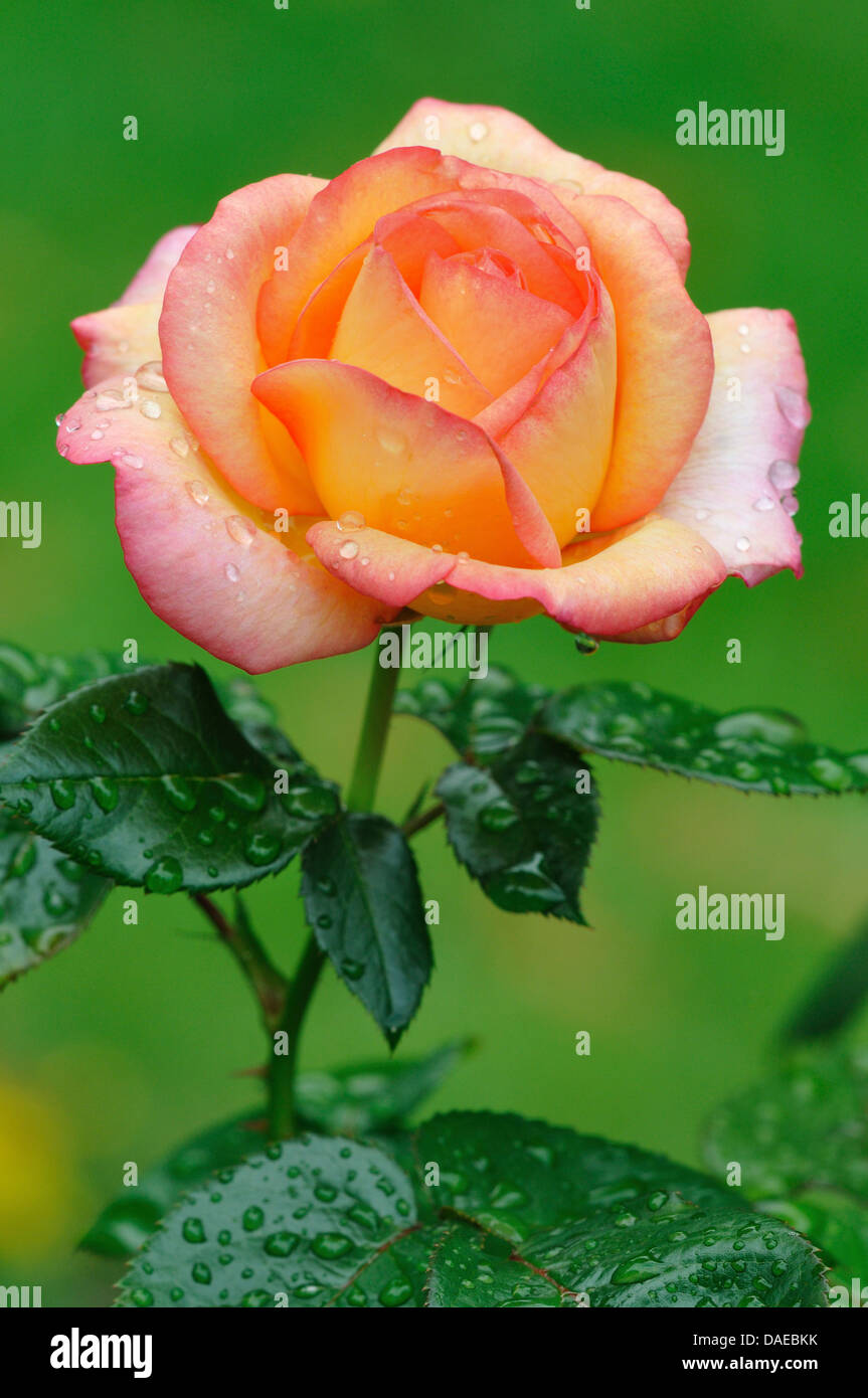 ornamental rose (Rosa 'Bellevue', Rosa Bellevue), cultivar Bellevue ...