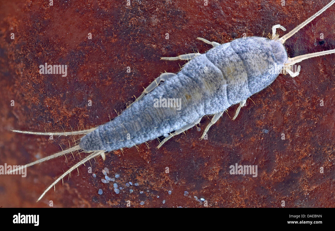 Silverfishes hi-res stock photography and images - Alamy