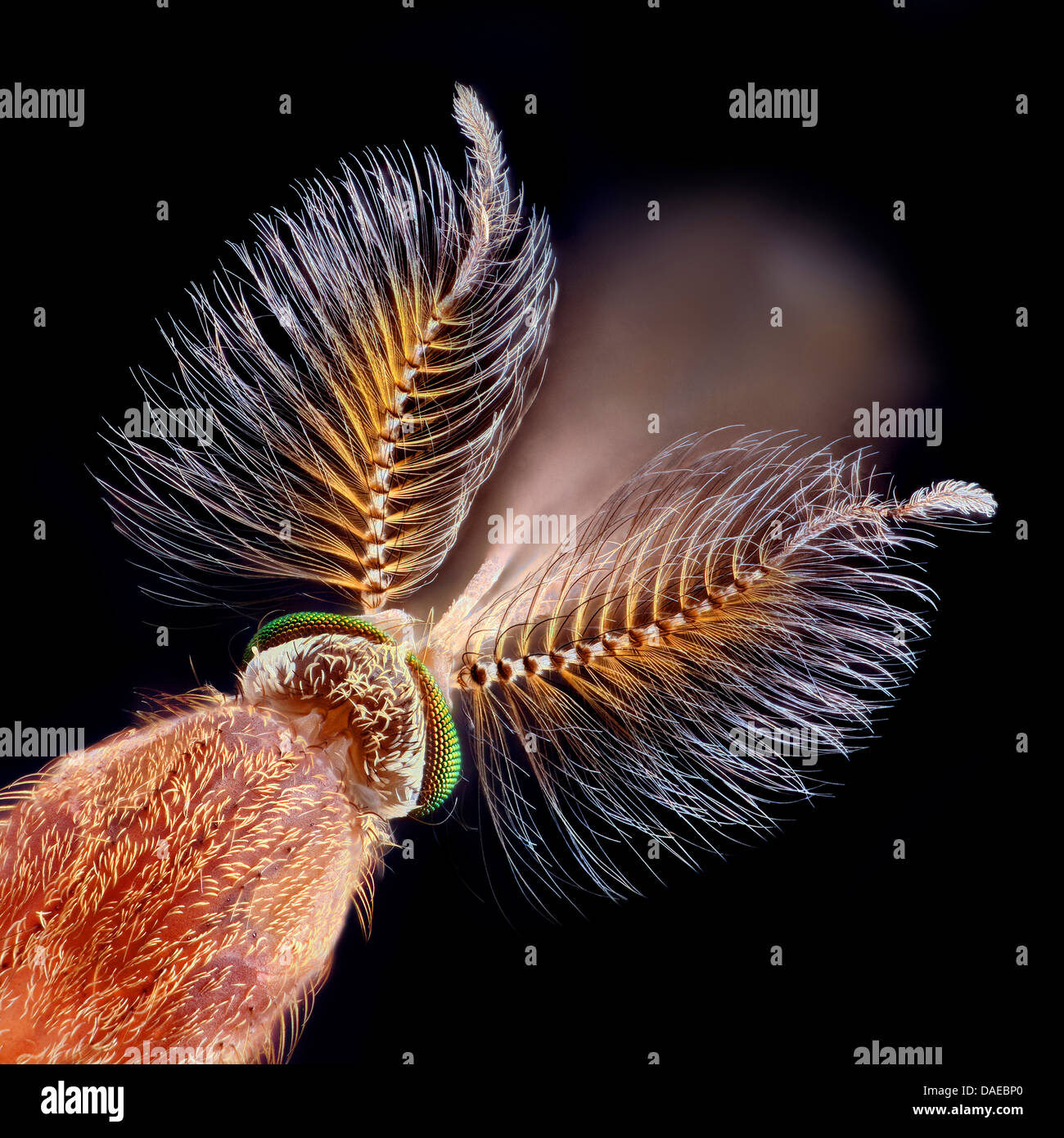 mosquito, gnat (Culicidae), antennae of a male moskito, Germany Stock ...