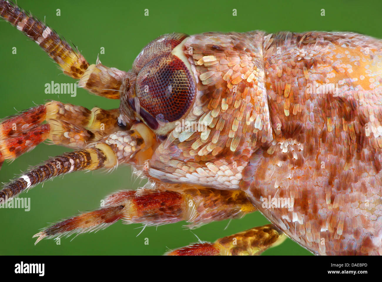 What Are Bristletails at Alexis Hoff blog